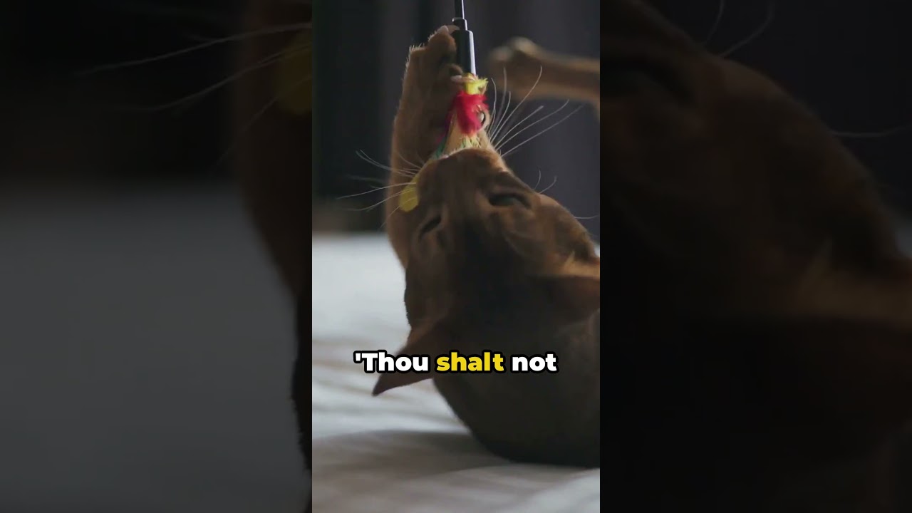 Moses-Cat – The Feline Prophet – The Cat Commandments | Funny Cat Meme ...